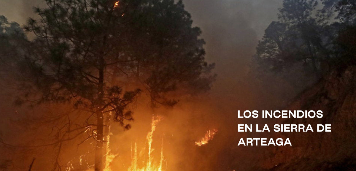 🔥 ¿Sabías que 50% de los incendios forestales en México son intenciona ...